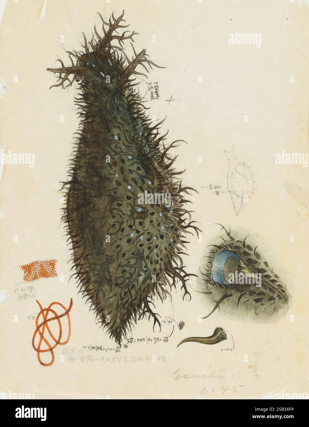 Notes, and, description, of, specimens, collected, on, the, Philippine ...