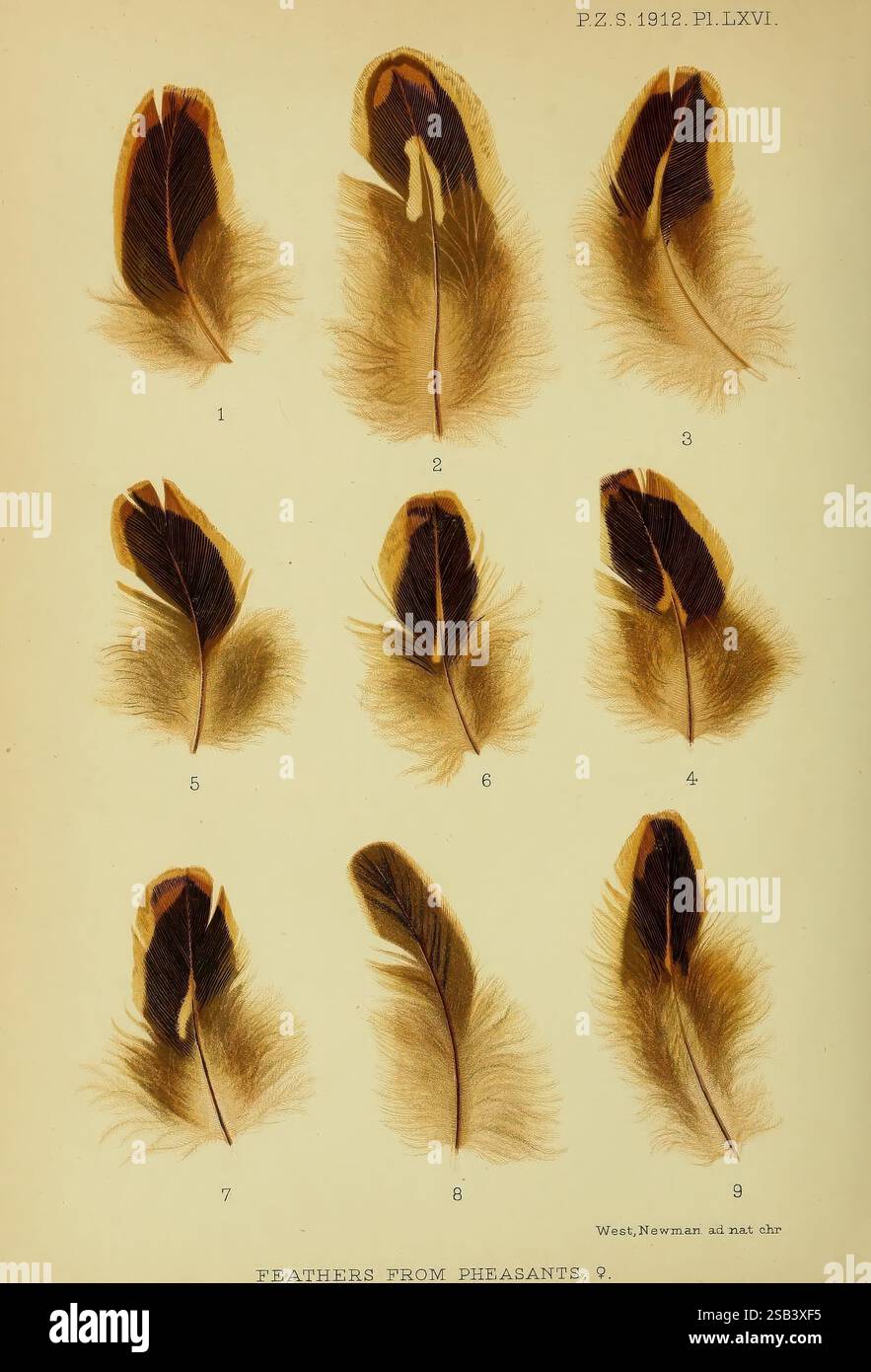 Proceedings of the Zoological Society of London, London, Academic Press ...