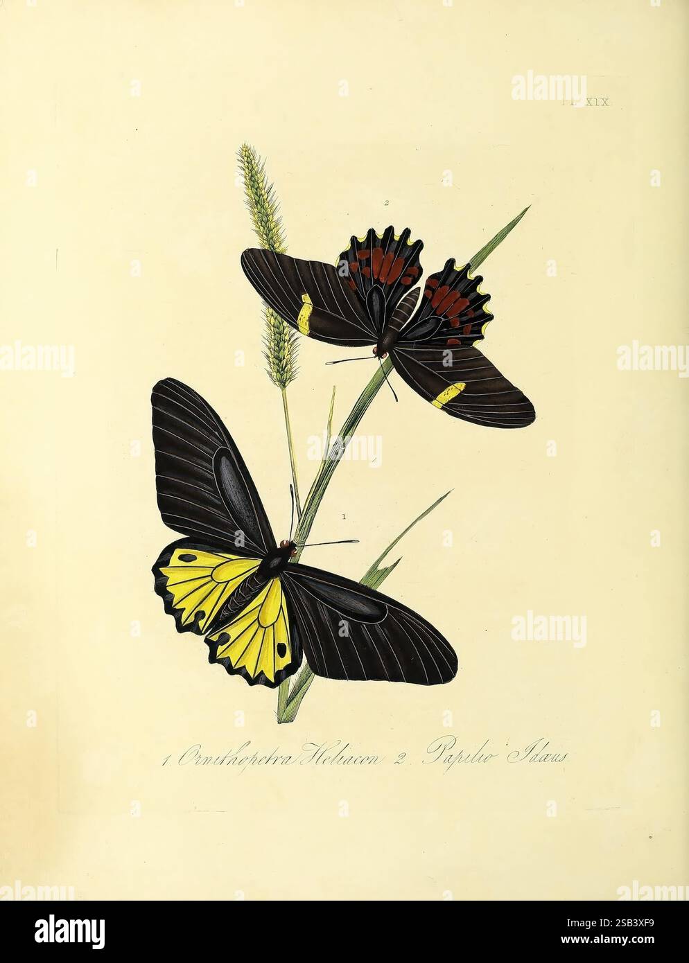 Natural history of the insects of India 1842, India, insects ...