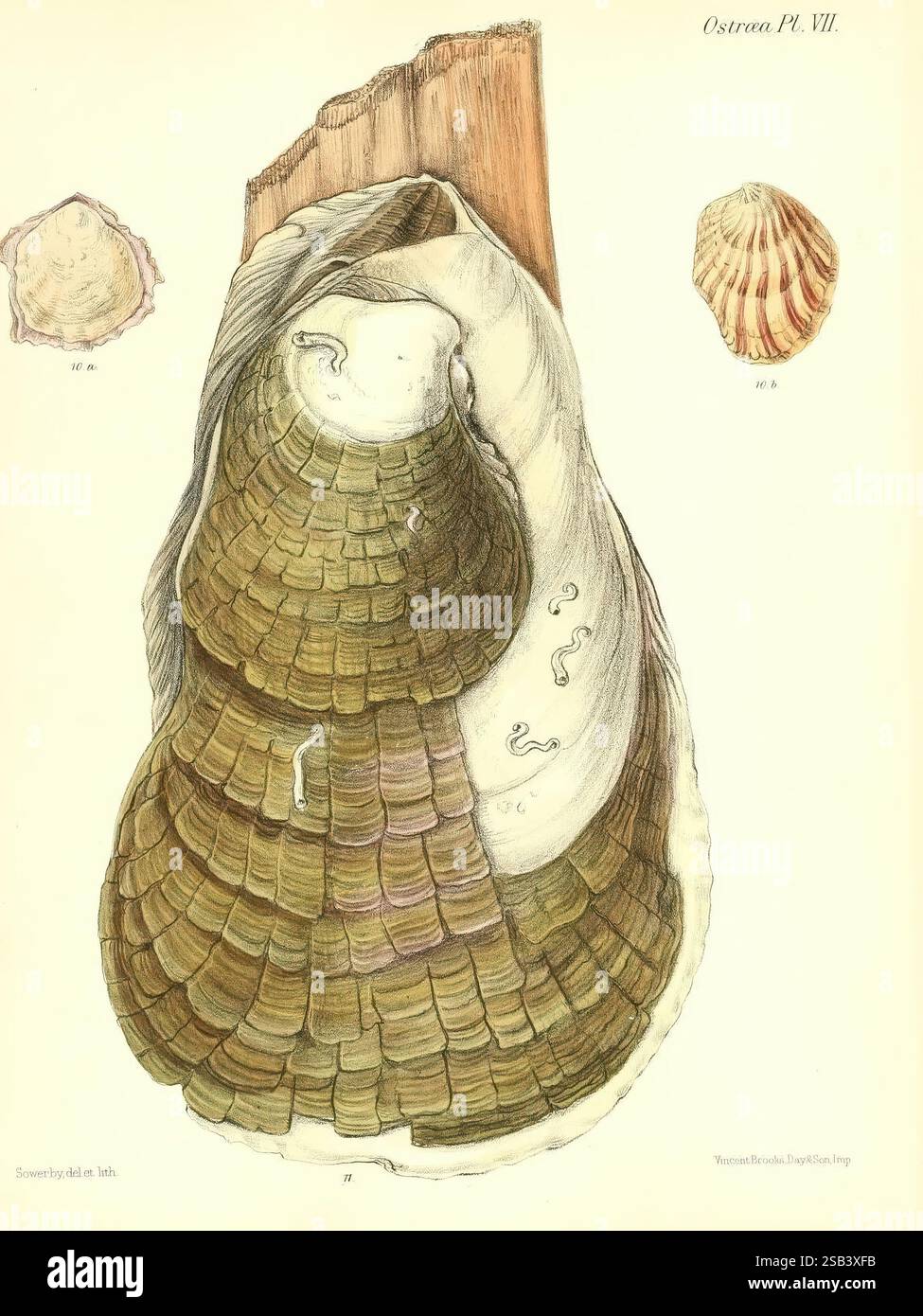 Conchologia Iconica, or Illustrations of the Shells of Molluscous ...