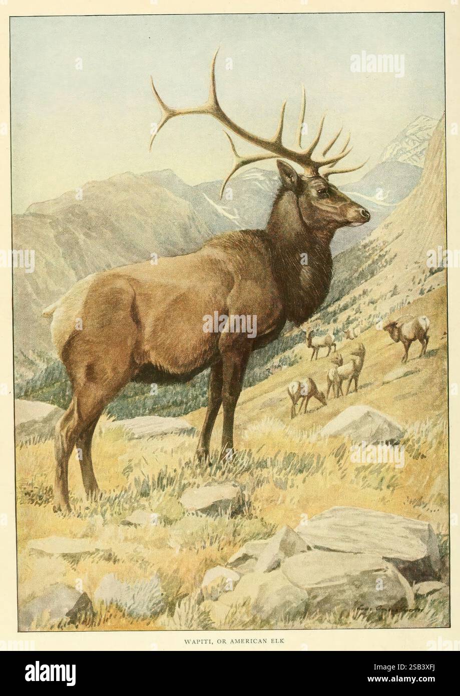 Animals role within hi-res stock photography and images - Alamy