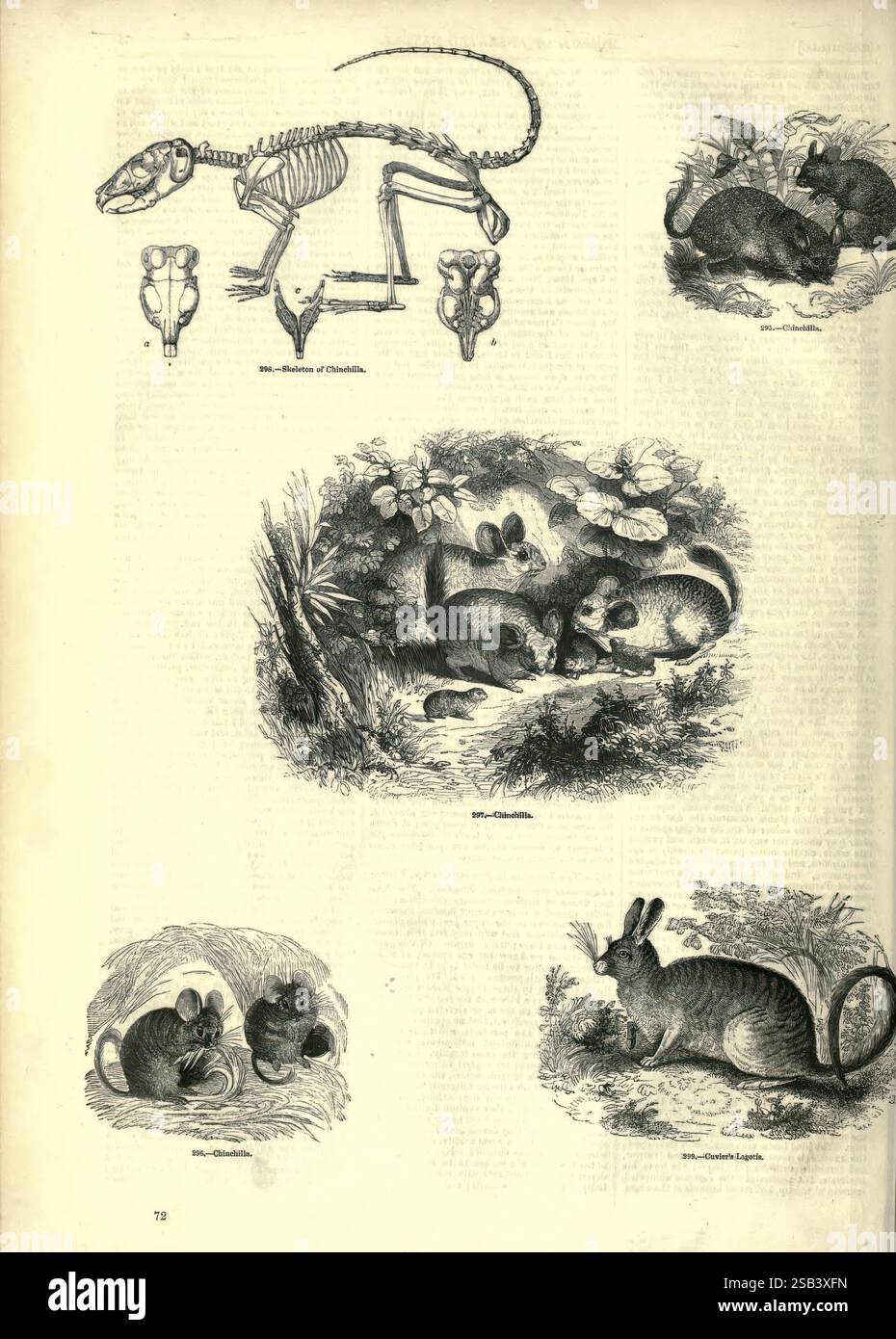 The pictorial museum of animated nature v.1. London C. Cox [1844 ...