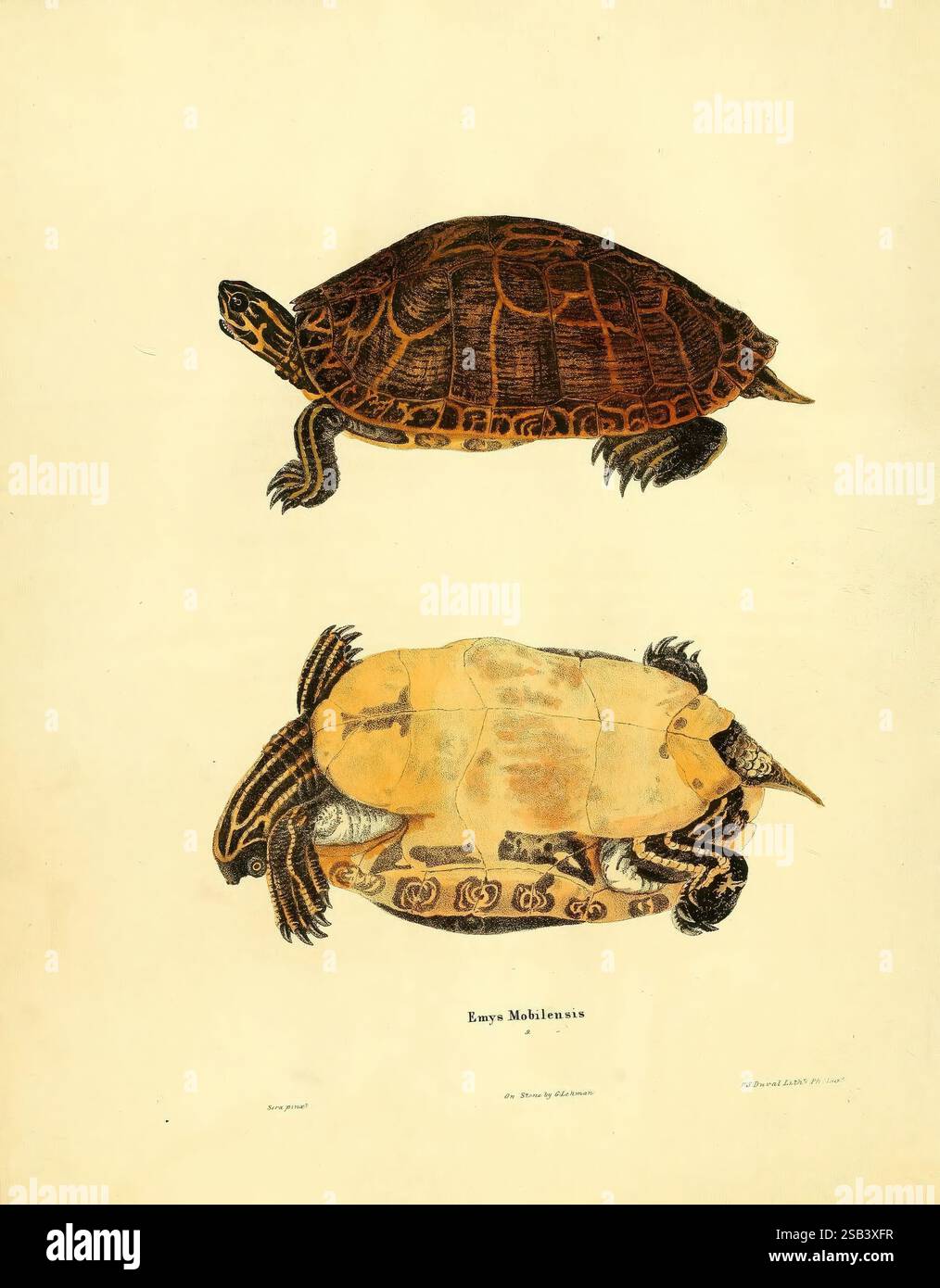 Schelli hi-res stock photography and images - Alamy