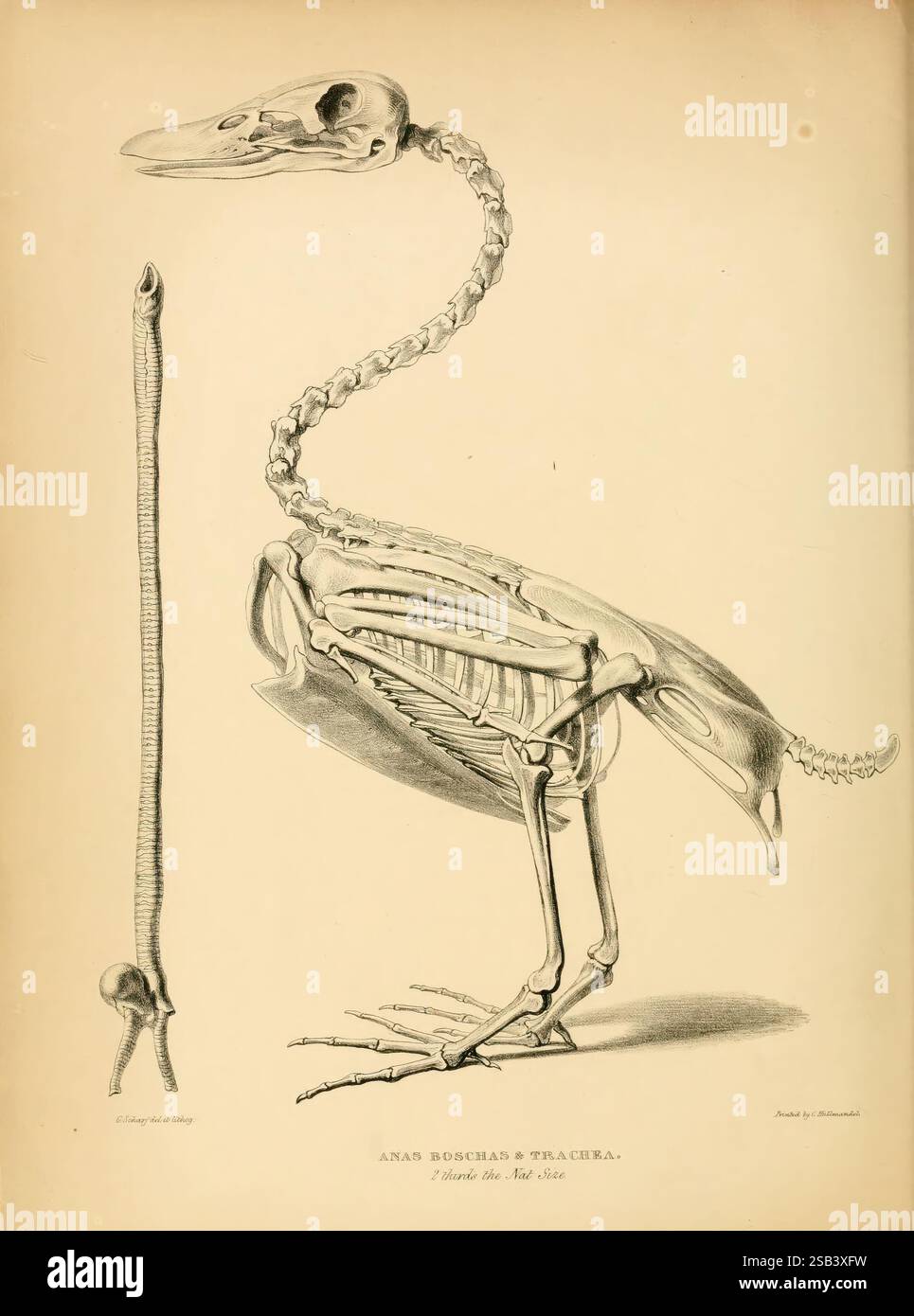Elongated skeletal representation hi-res stock photography and images ...