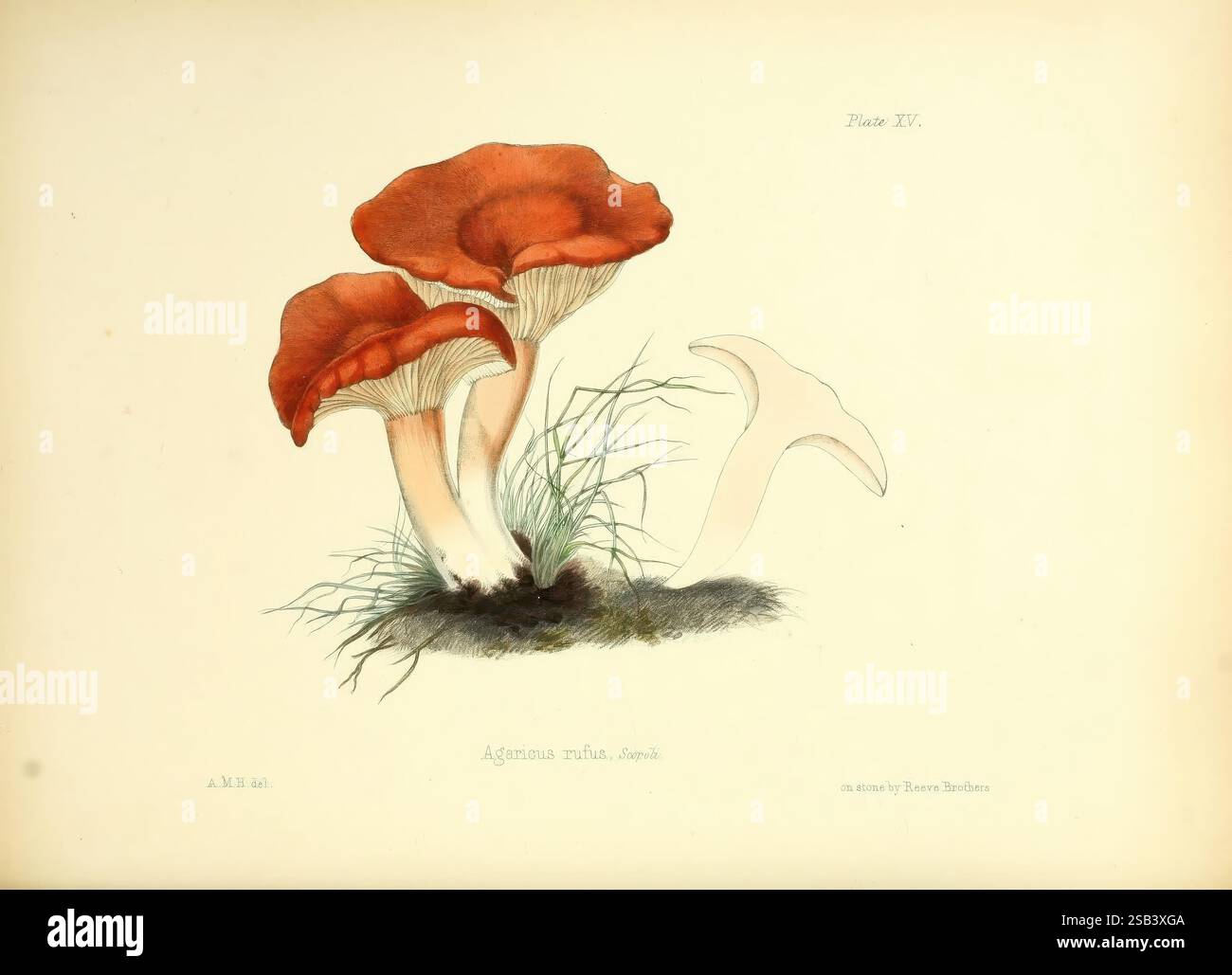 Illustrations of British Mycology, London, Reeve, Benham and Reeve ...