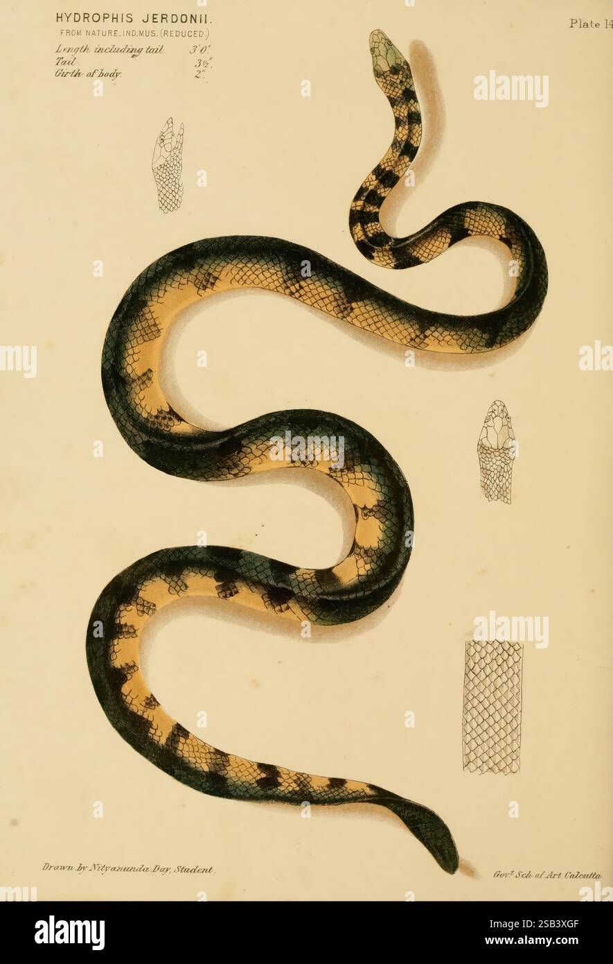 The poisonous snakes of India. London: J. & A. Churchill, 1878. India ...