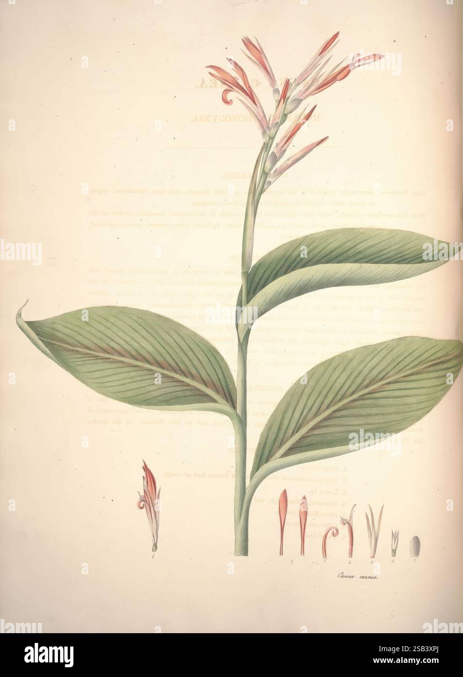 Canna carnea hi-res stock photography and images - Alamy