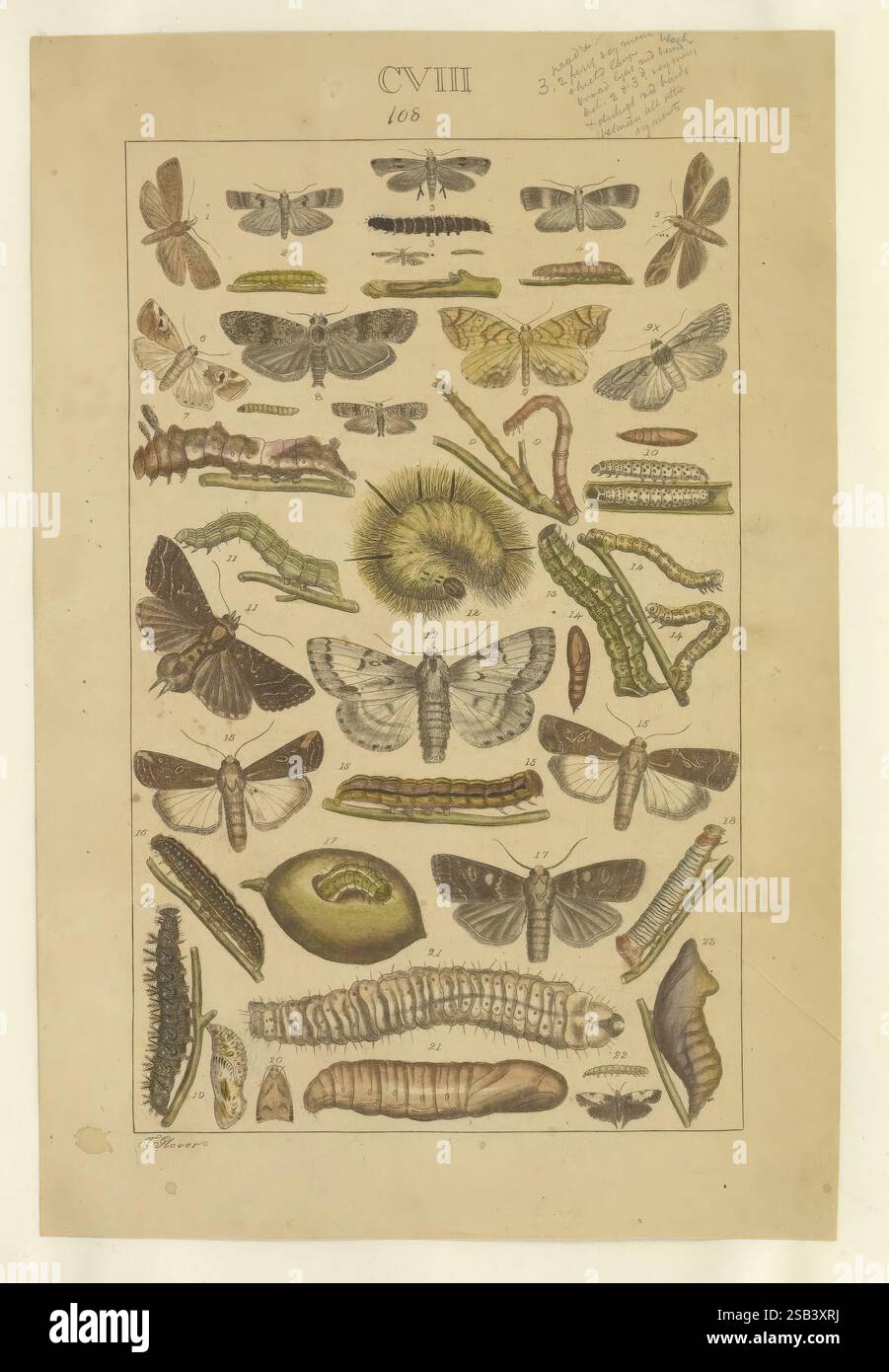 Lepidoptera, manuscript, [between 1873-1883?], Lepidoptera, life cycles ...