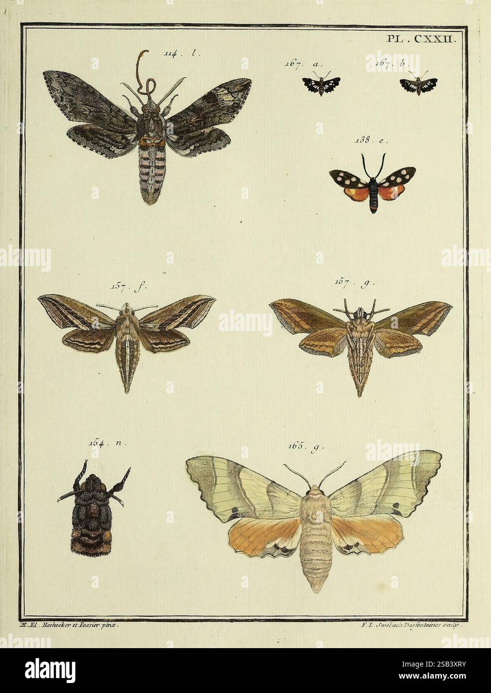 Upper section showcases three smaller moths hi-res stock photography ...