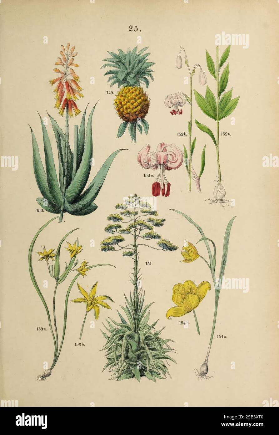 Another elegant specimen hi-res stock photography and images - Alamy