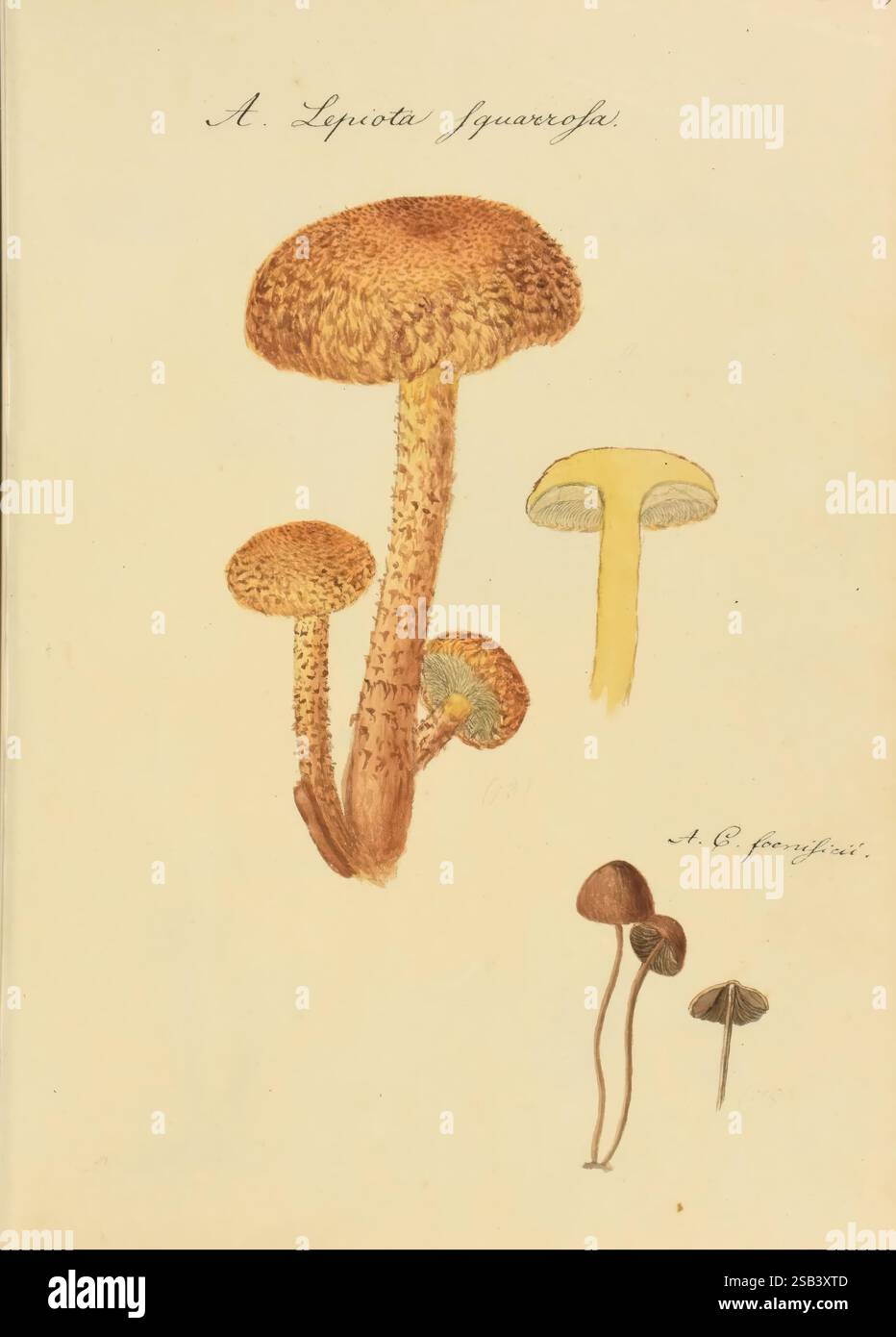 Single mushroom showcases hi-res stock photography and images - Alamy