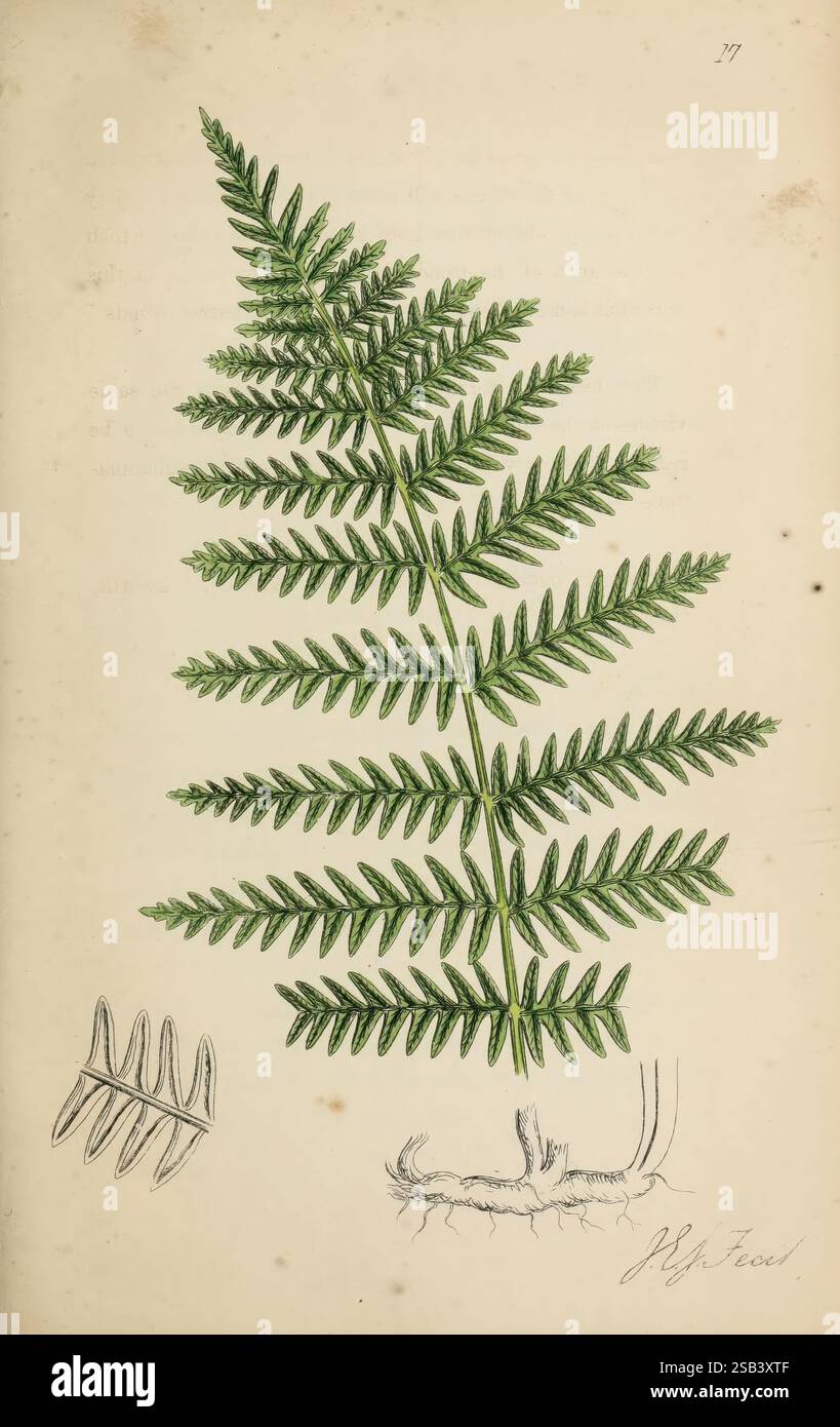 Ferns Fern allies Wakefield Neighbourhood Wakefield England Printed and ...