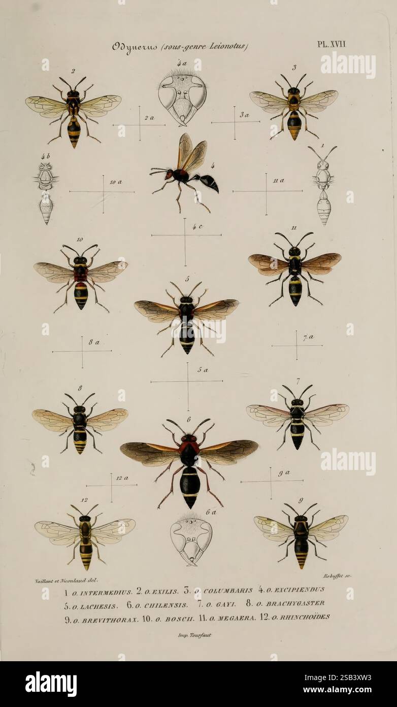 Études sur la famille des vespides, Paris, V. Masson, 1852-1858 ...