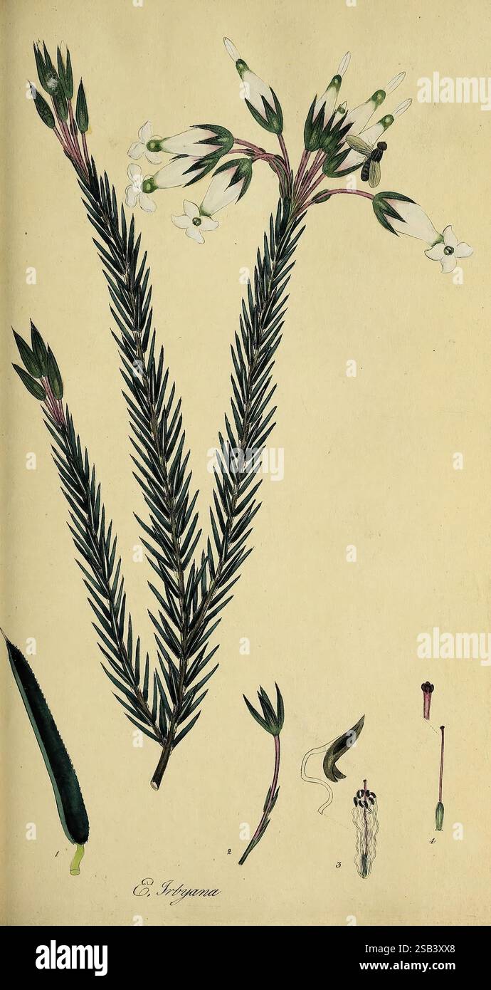 The Heathery, or A Monograph of the Genus Erica, London, Henry G. Bohn ...