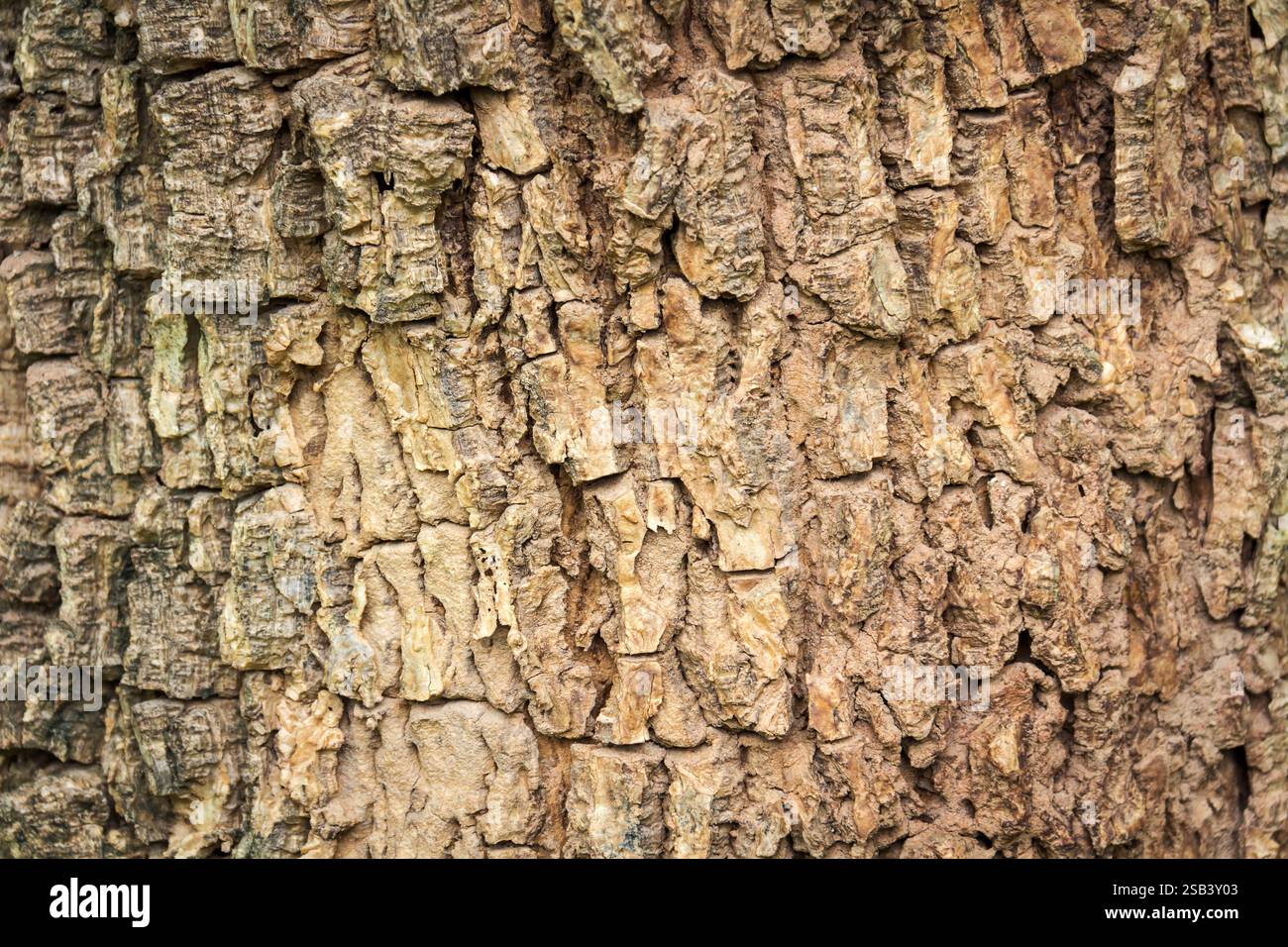 Tree bark wood texture background Stock Photo - Alamy