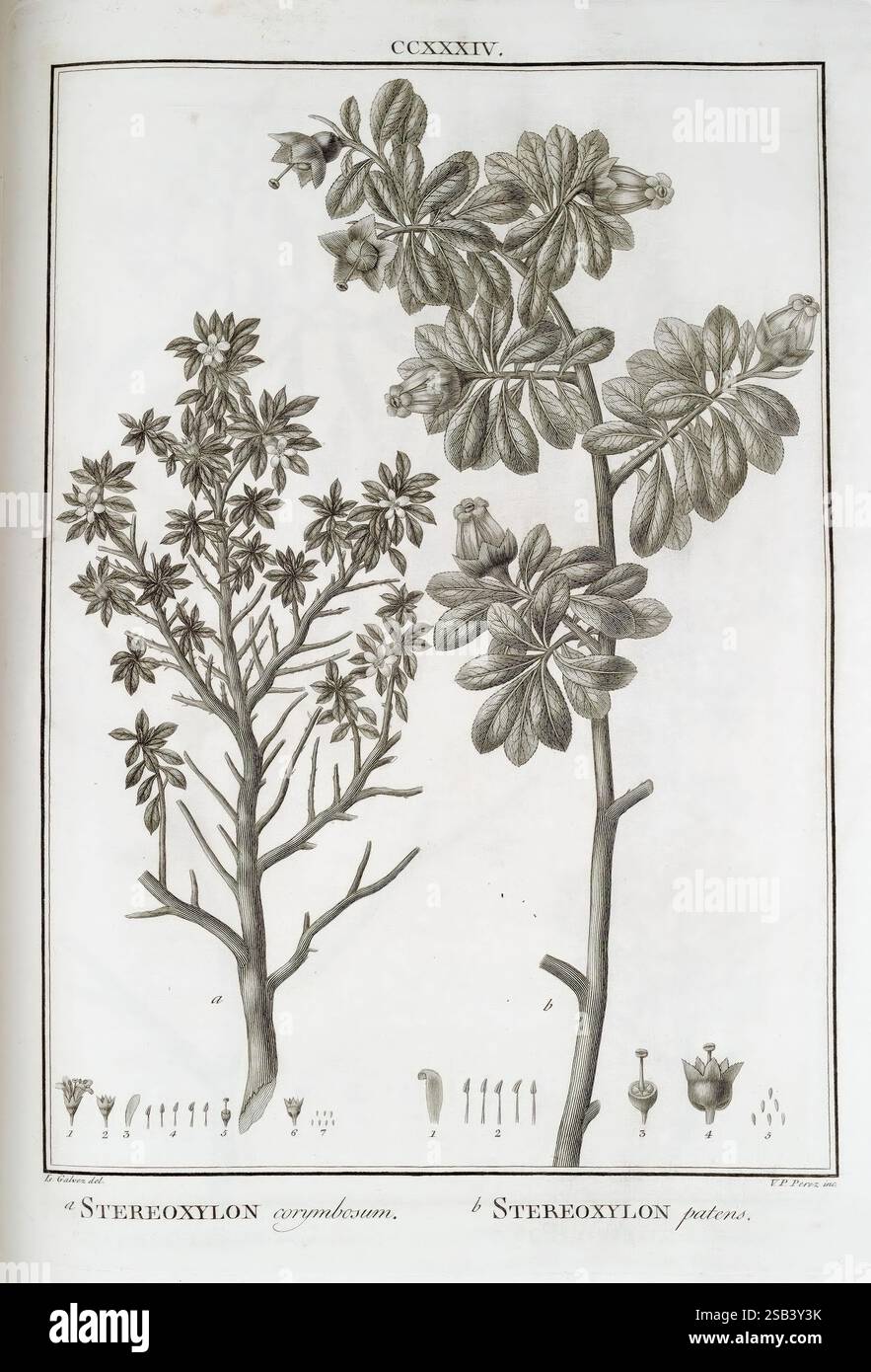 Flora Peruviana, et Chilensis, sive, Descriptiones et icones plantarum ...