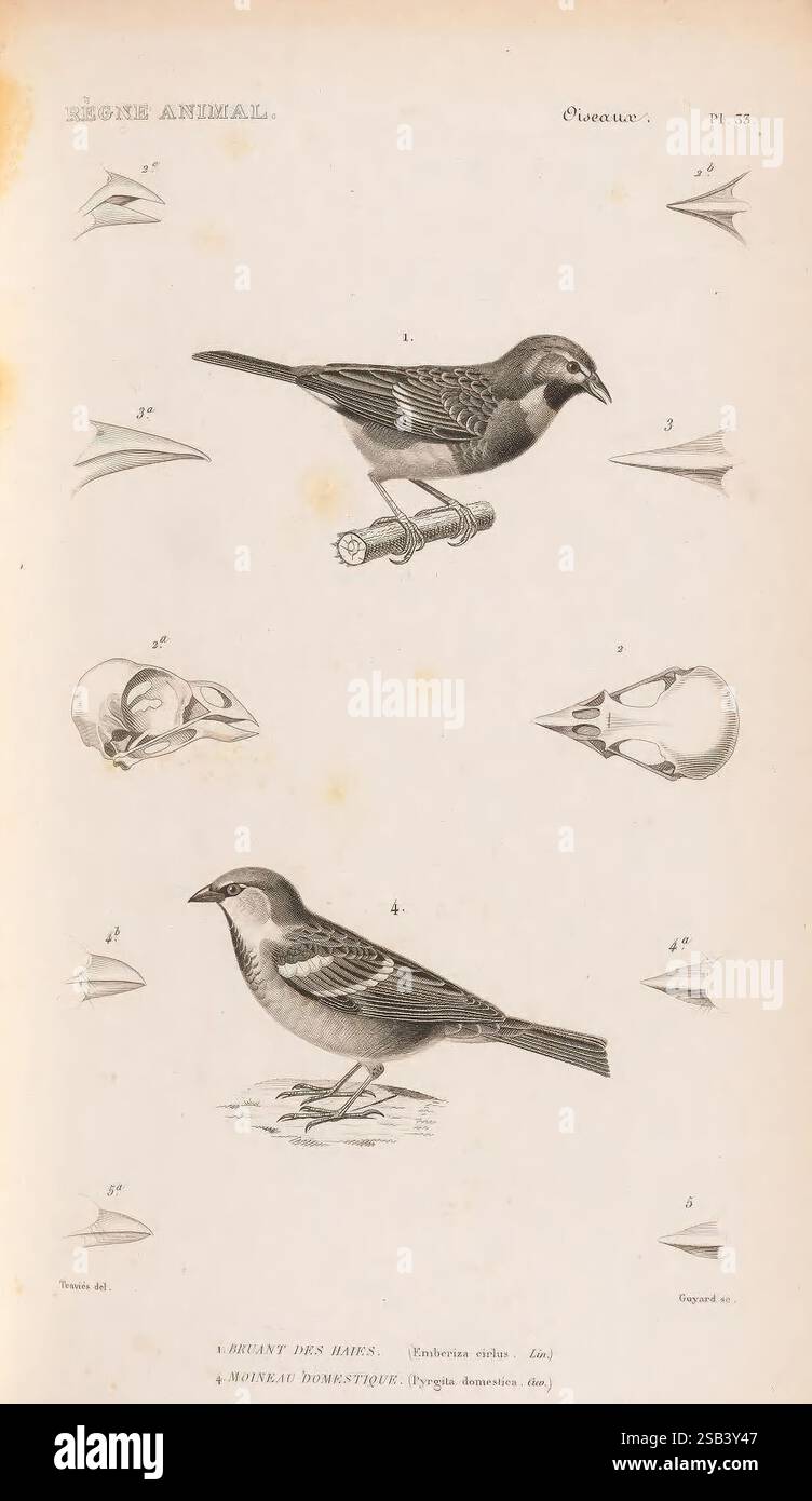 Le règne animal distribué d'après son organisation Paris, 1836-1849 ...