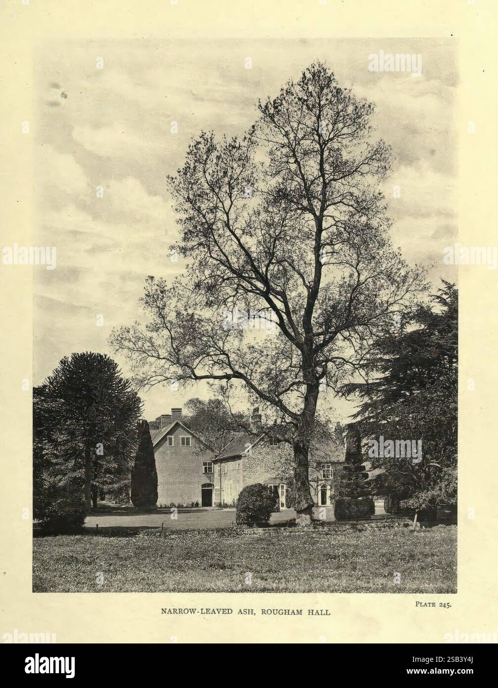 The, trees, of, Great Britain, &, Ireland, Edinburgh, Priv, print, 1906 ...