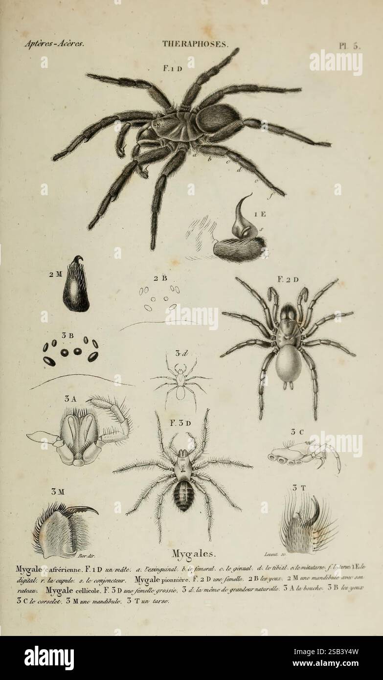 Various tarantula species hi-res stock photography and images - Alamy