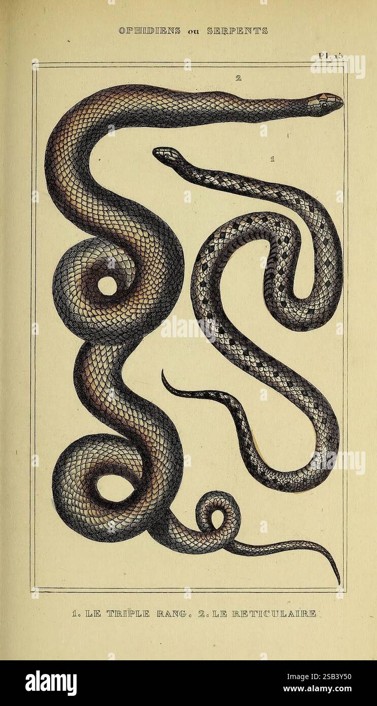 Oeuvres du comte de Lacépède Paris, P. Duménil, 1836. Natural history ...