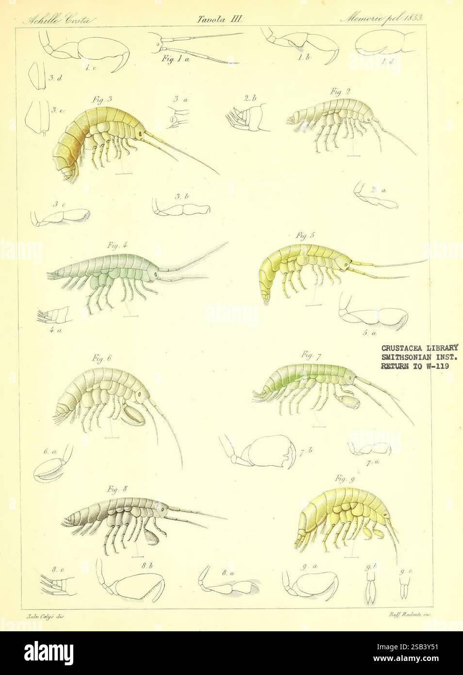 Ricerche sui crostacei Amphipoda del Regno di Napoli Italy s.n. 1853 ...