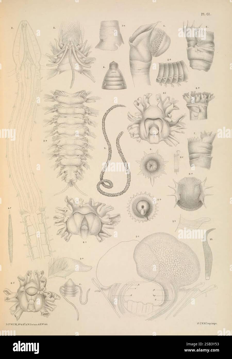 A monograph of the British marine annelids, London, The Ray Society ...