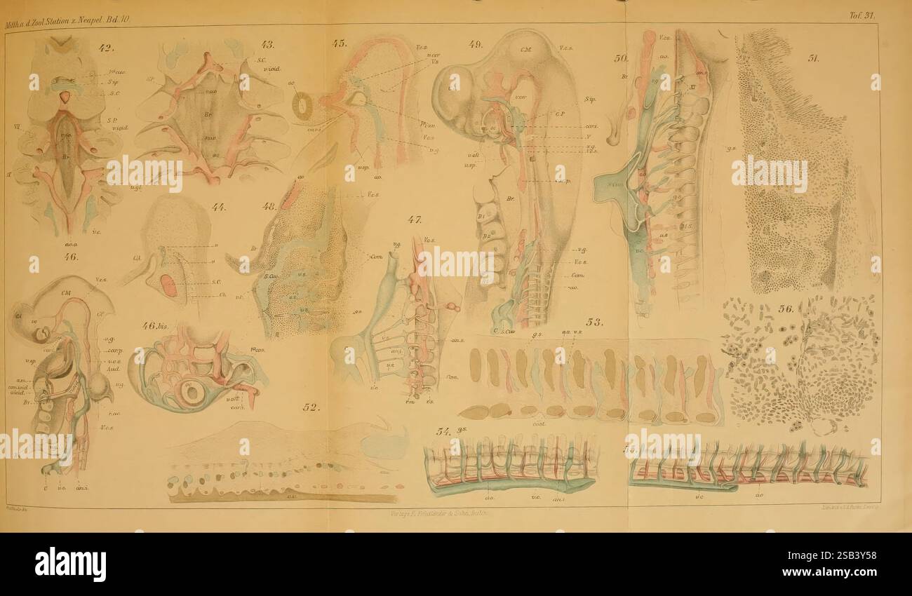 Comprehensive overview of human skeletal anatomy hi-res stock ...