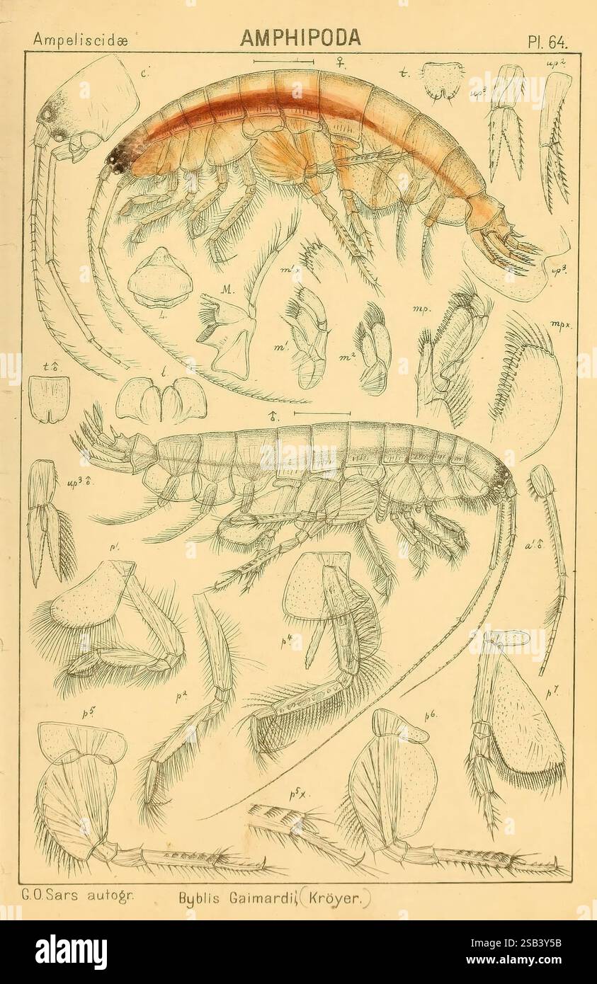 An Account of the Crustacea of Norway, Christiania, A. Cammermeyer ...