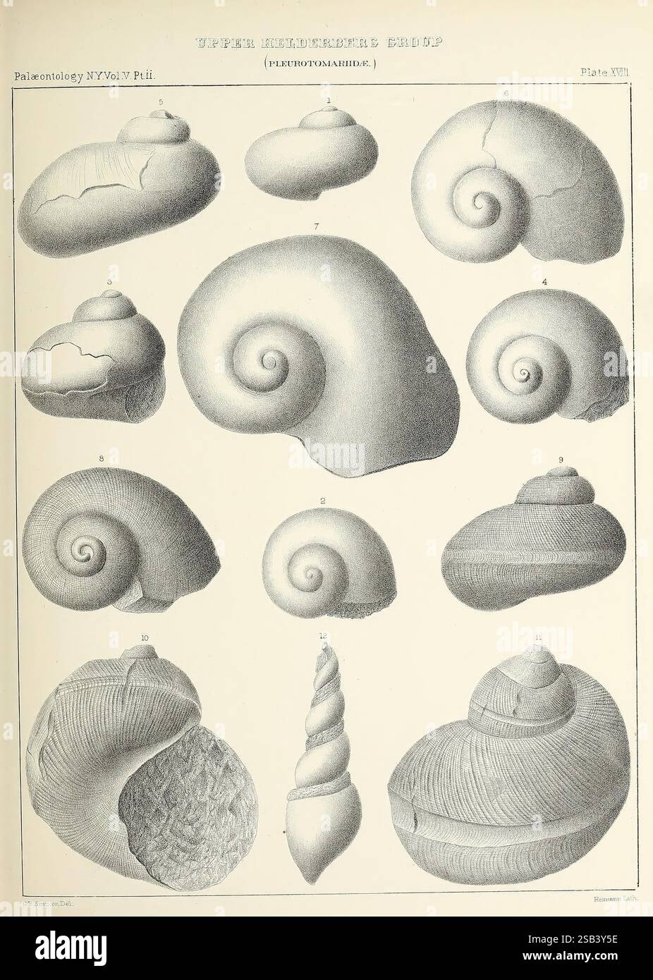 Natural history of New York Albany Putnam 1842-1894. agriculture ...