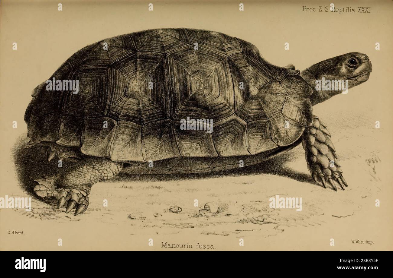 Proceedings of the Zoological Society of London, London, Academic Press ...