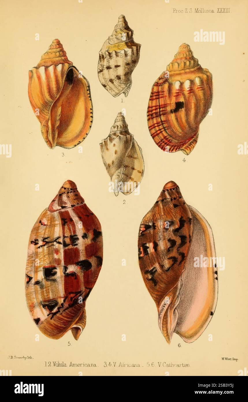 Valula americana hi-res stock photography and images - Alamy