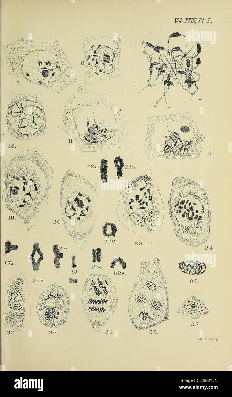 Annals of Botany, London, botany, periodicals, plants, This ...