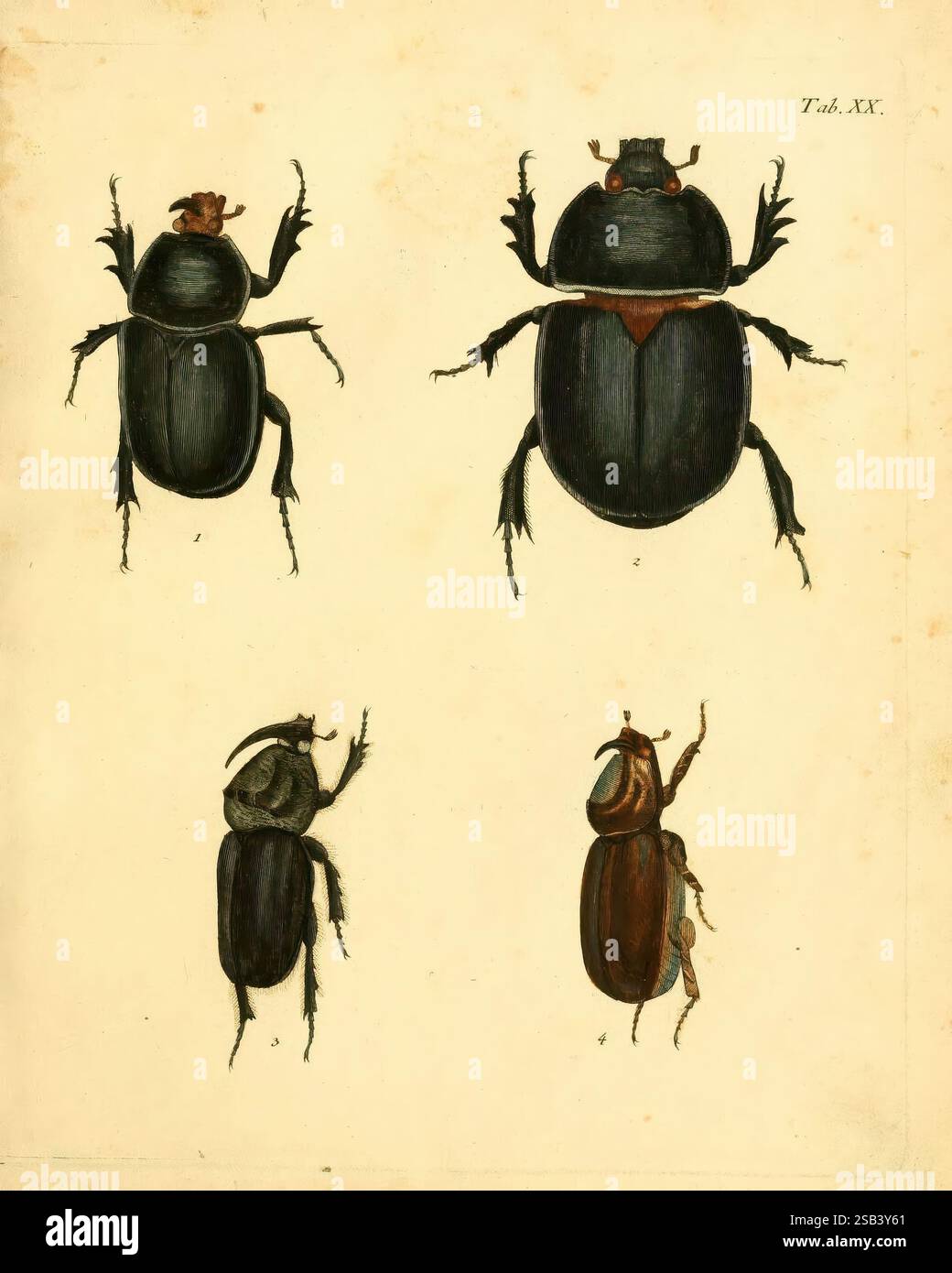 Leftmost beetle hi-res stock photography and images - Alamy