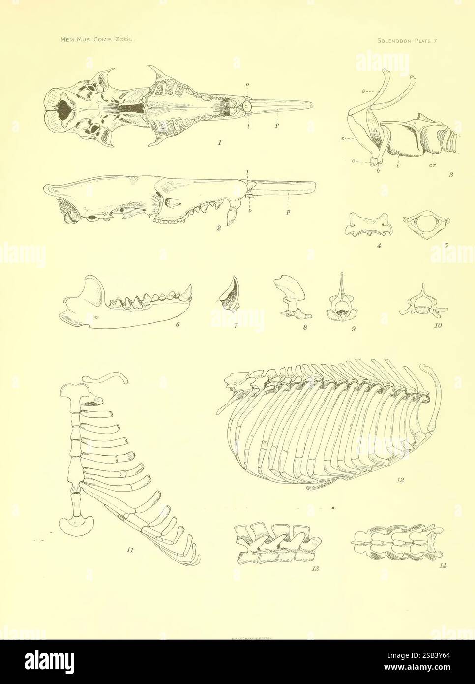 1910 hispaniolan hi-res stock photography and images - Alamy