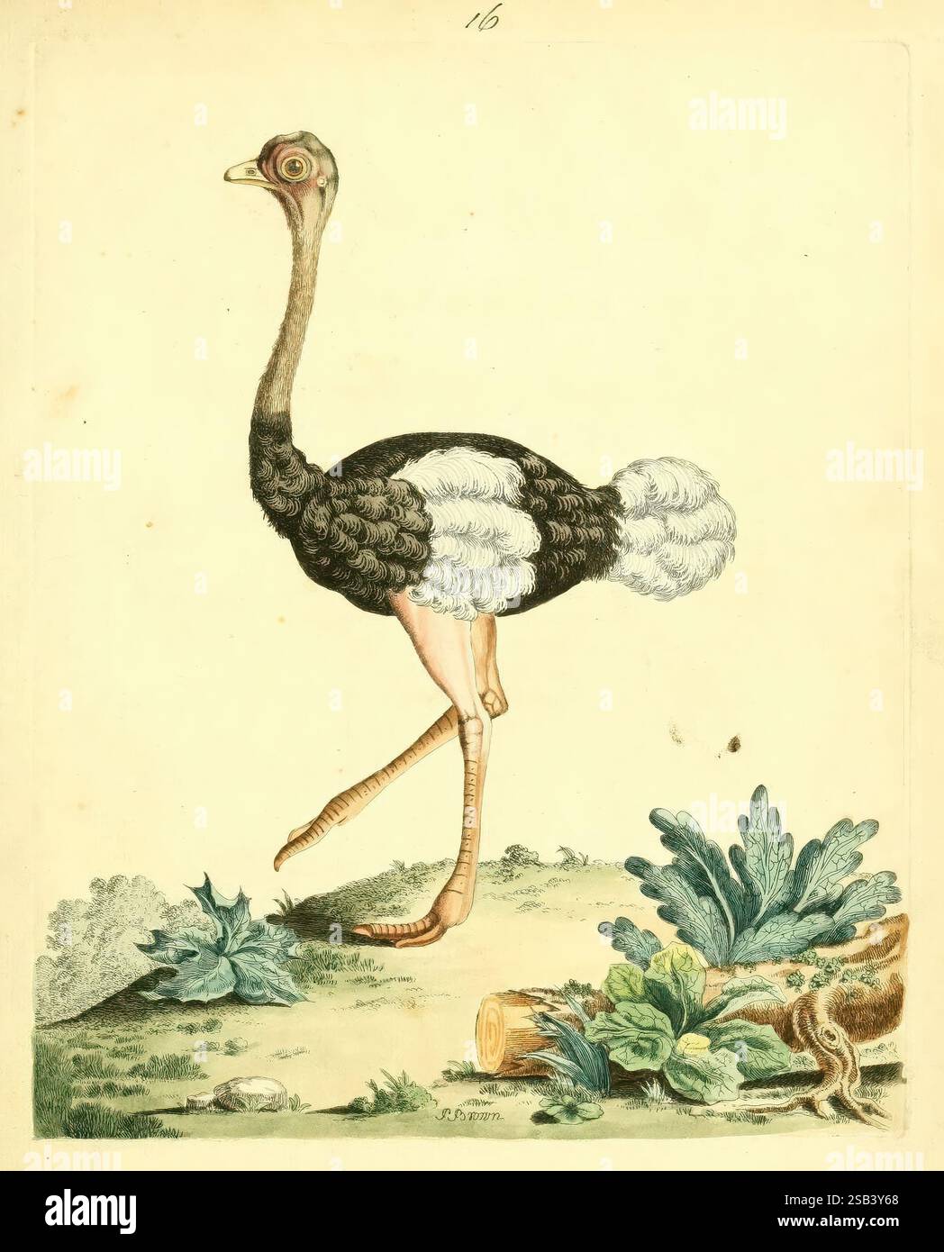 Prominent body covered hi-res stock photography and images - Alamy