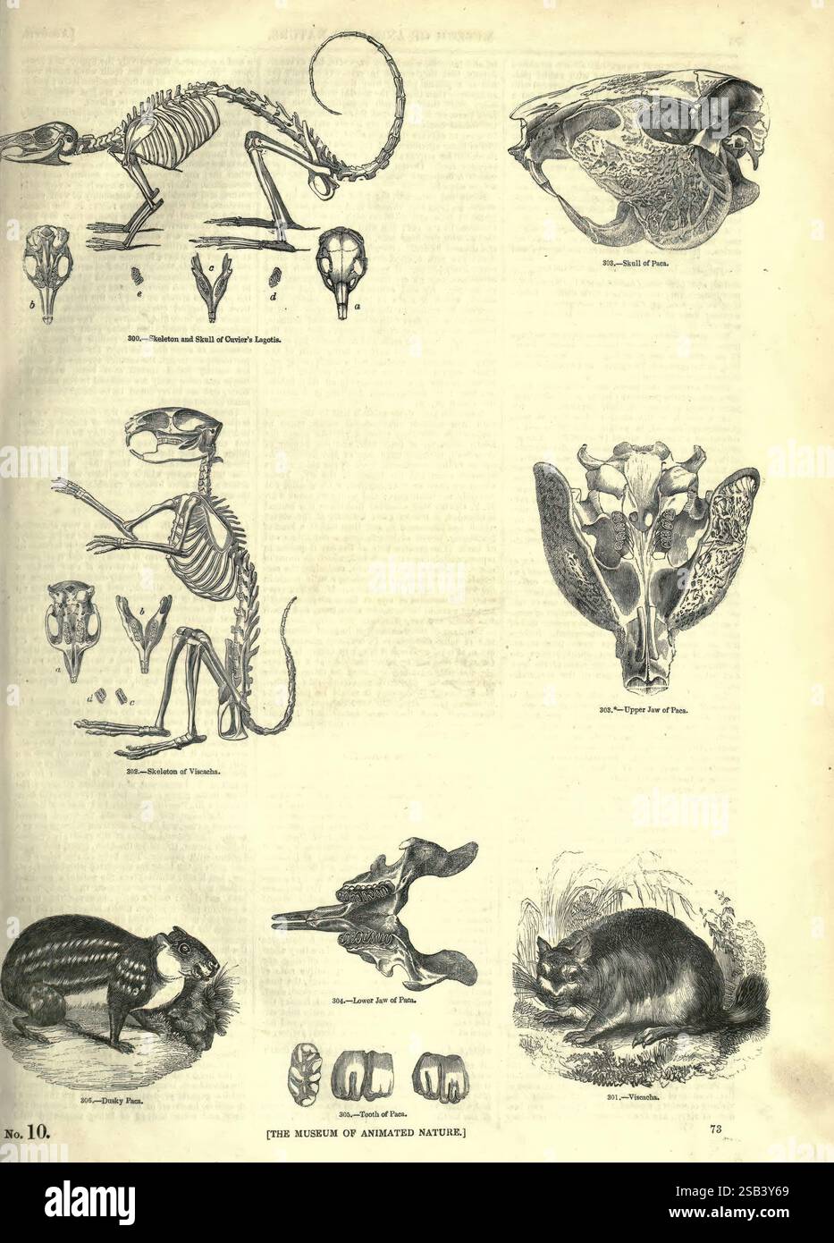 Skeletal structures across species hi-res stock photography and images ...