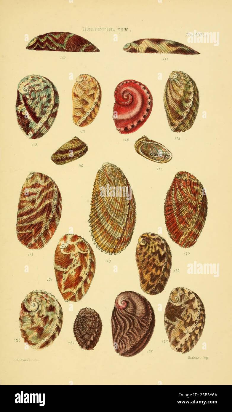 Shell dwelling organisms hi-res stock photography and images - Alamy