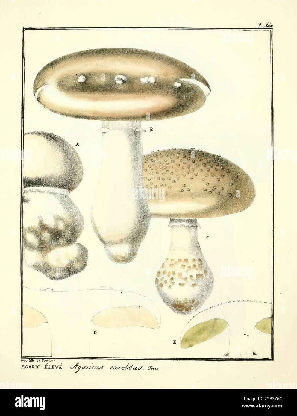 Three main specimens hi-res stock photography and images - Alamy