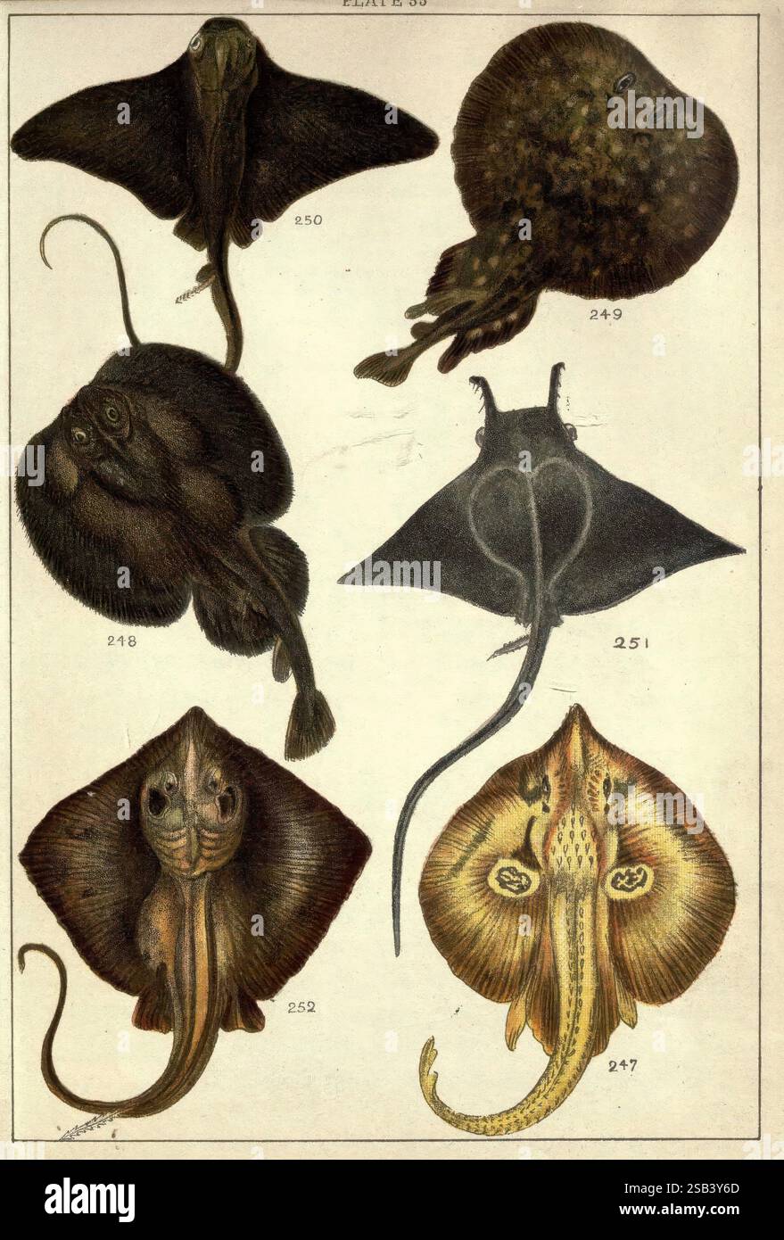 Our country's fishes and how to know them London, Simpkin, Hamilton ...