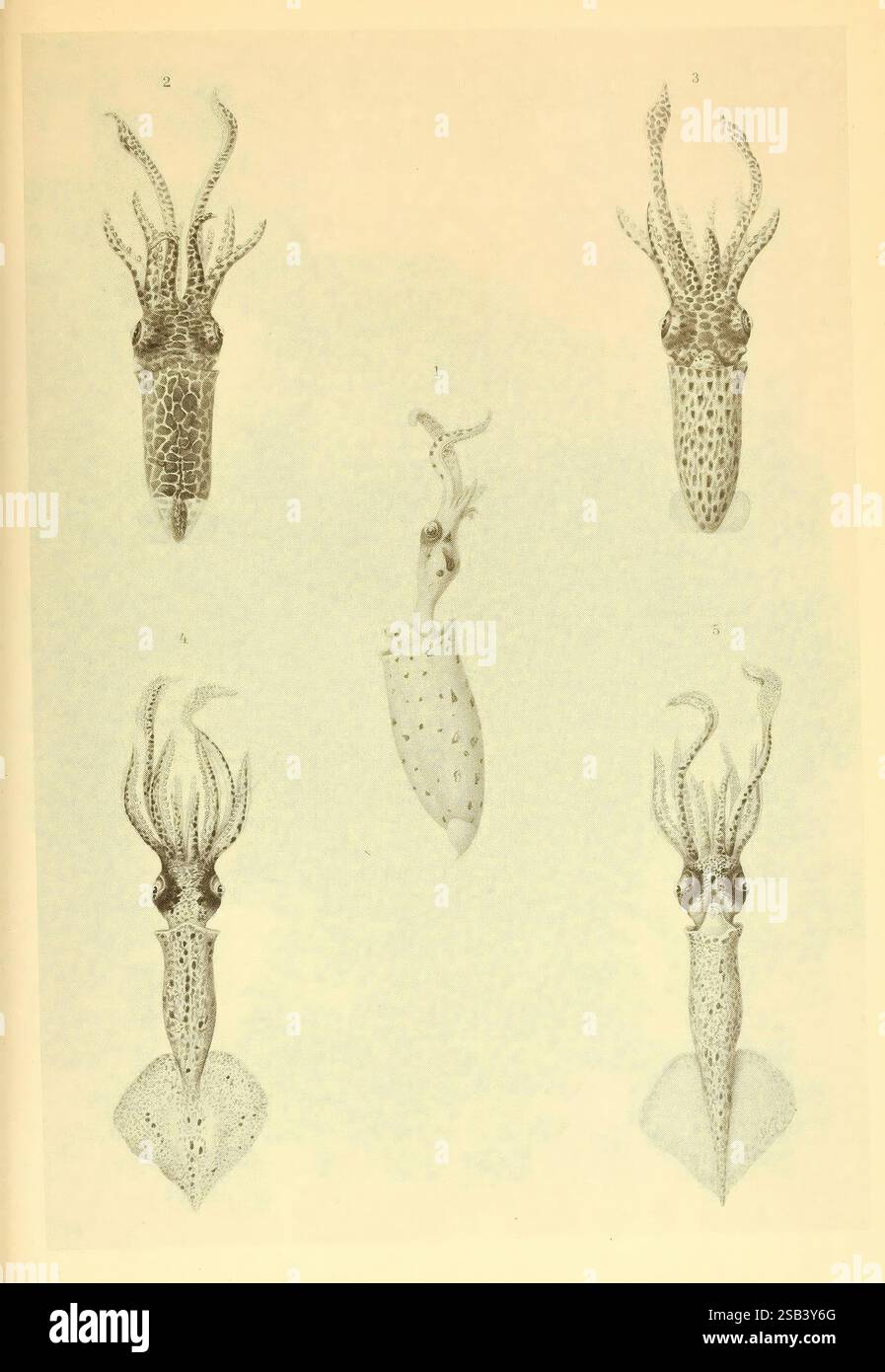 Revealing diverse adaptations hi-res stock photography and images - Alamy