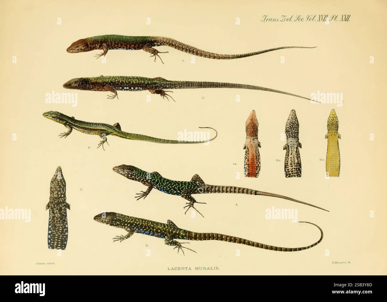 Exhibiting unique scale textures hi-res stock photography and images ...