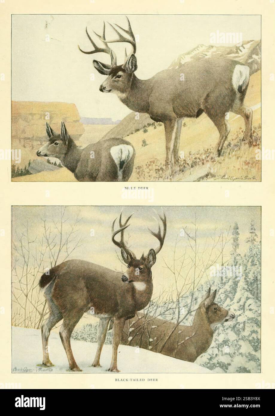 Trinomial odocoileus hemionus columbianus mule hi-res stock photography ...