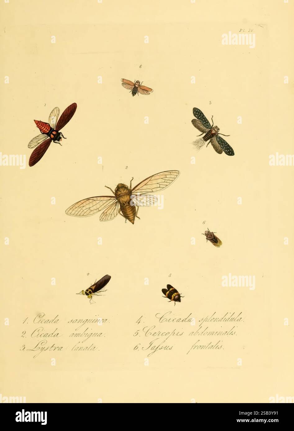 Natural history of the insects of China, 1842, China, insects ...