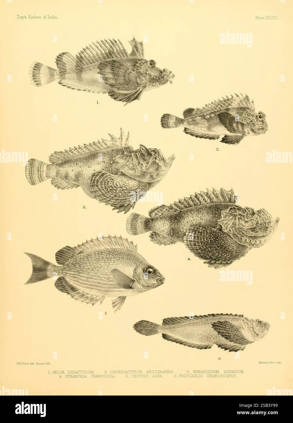 The fishes of India, [1875]-1878. India, Burma, Indian Ocean, Sri Lanka ...