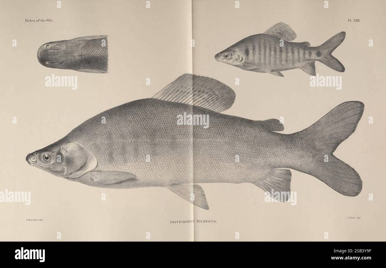 Two smaller renditions hi-res stock photography and images - Alamy