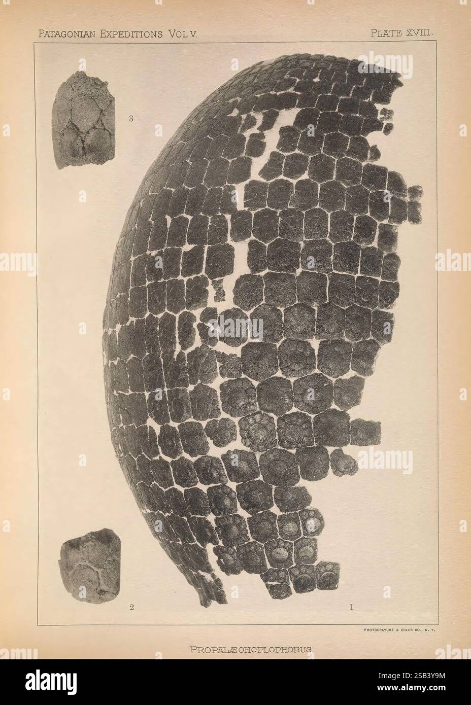 Individual hexagonal plates hi-res stock photography and images - Alamy