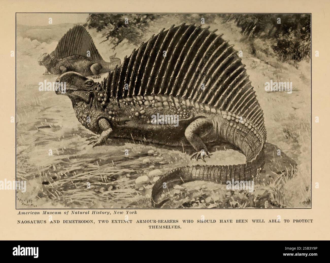 Creatures remarkable adaptations hi-res stock photography and images ...