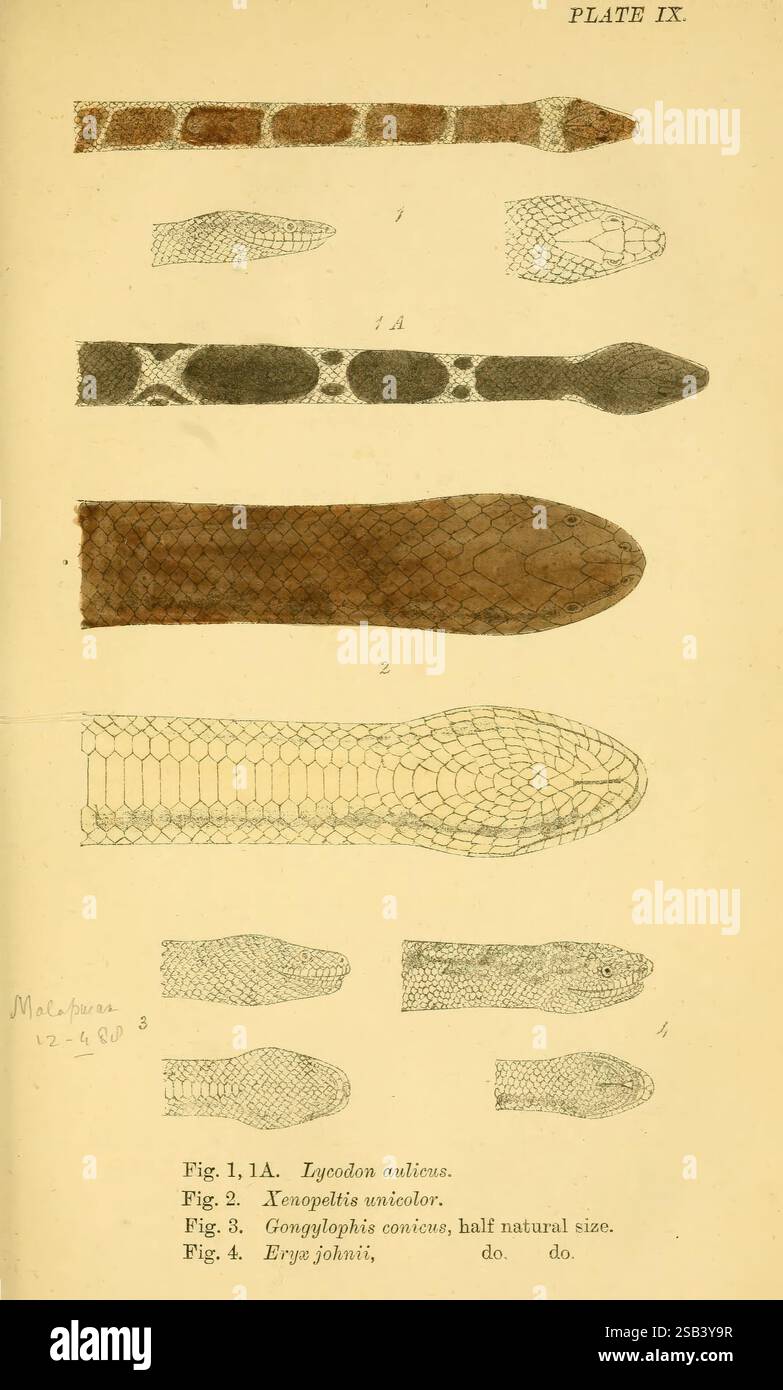 Indian snakes, Madras, Higginbotham, 1874, China, India, Snakes, South ...