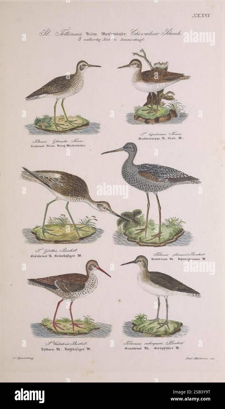 Skandinaviens fugle, Kjøbenhavn, L.A. Jørgensen, 1875-1879, birds ...