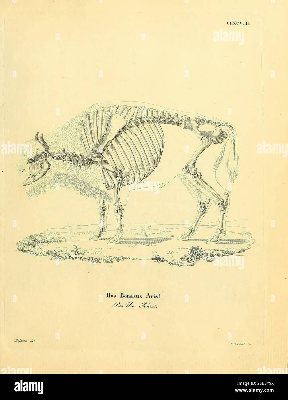 Bisons robust physique hi-res stock photography and images - Alamy